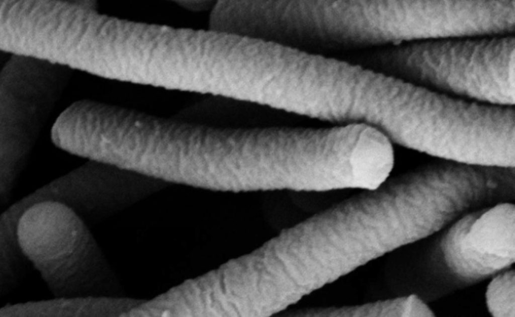 Bifidobacterium lactis – NutraWiki