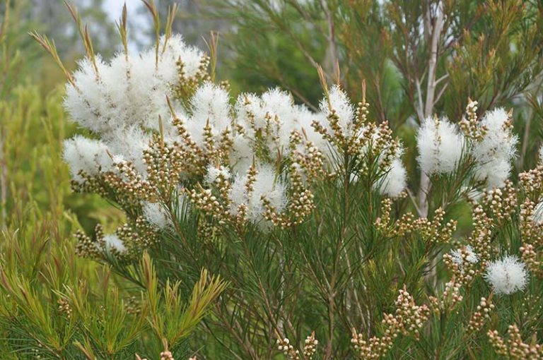 Melaleuca alternifolia – NutraWiki