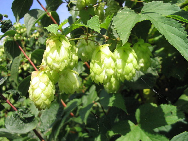 Humulus lupulus – NutraWiki