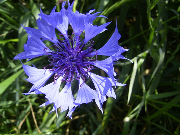 Centaurea cyanus – NutraWiki