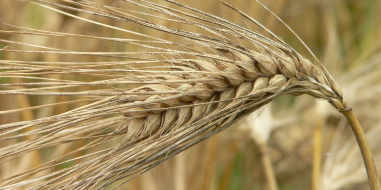 Barley Extract – NutraWiki