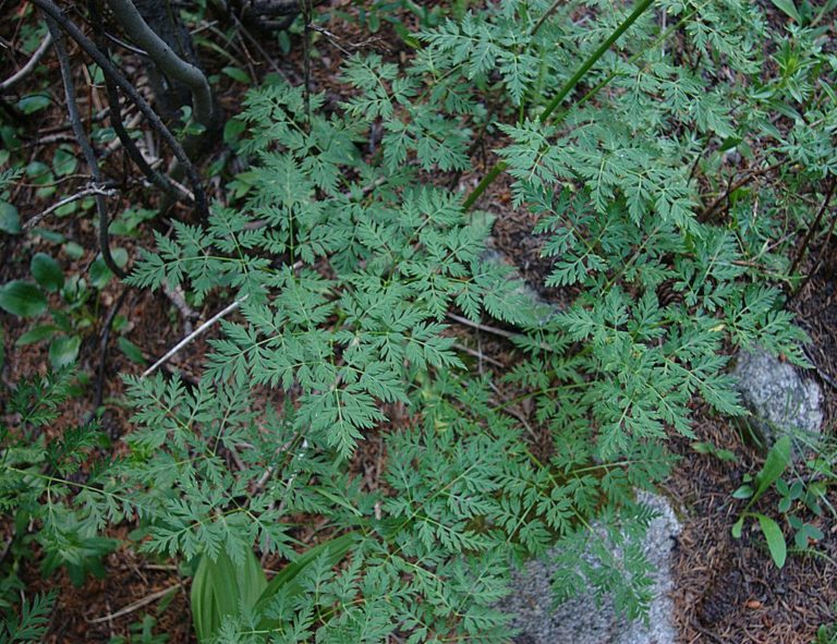 Osha Root (ligusticum porteri) – NutraWiki